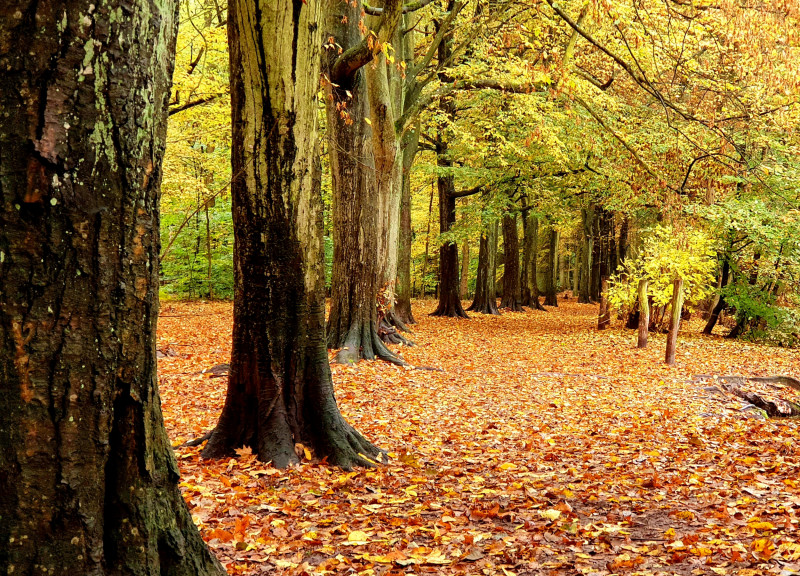 Spazieren in Spandau | Visit Spandau