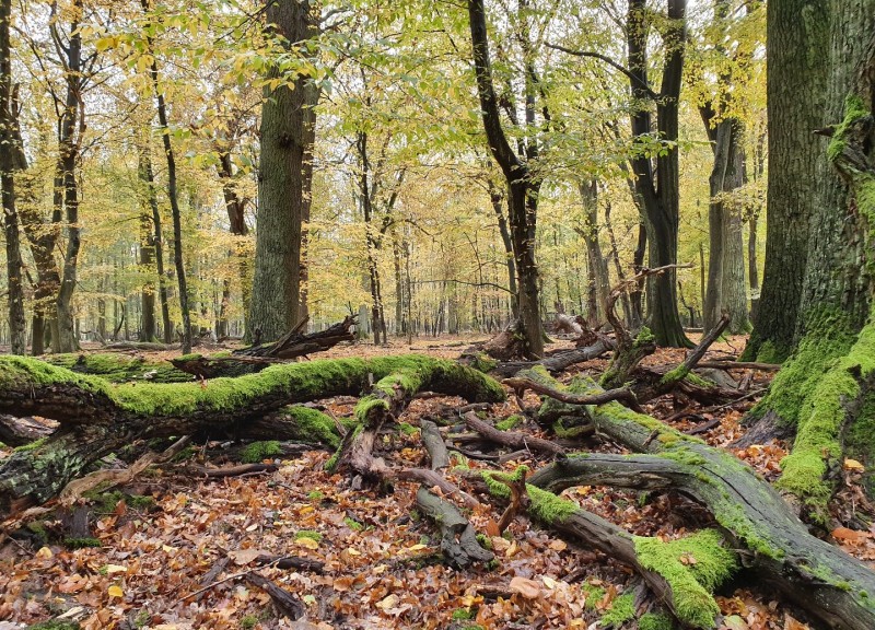 Spazieren in Spandau | Visit Spandau